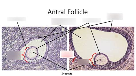 Antral Follicle Diagram Diagram Quizlet