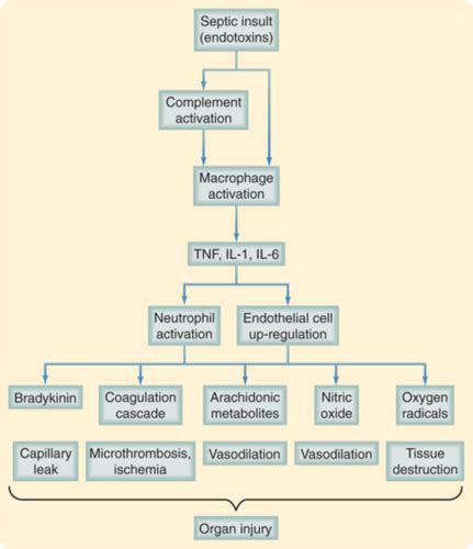 Sepsis And Septic Shock Flashcards Quizlet