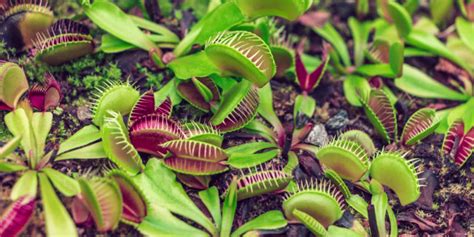 Reino Plantae Conceito características e exemplos