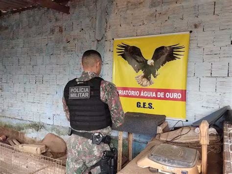 Polícia fecha rinhas de galos e resgata 170 animais em Campo Grande MS
