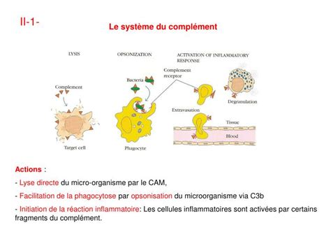 PPT II Le système immunitaire en action 1 Immunité innée Immunité