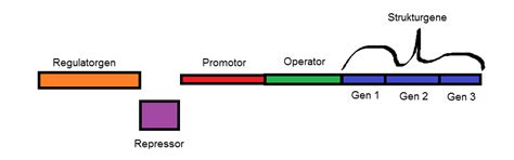 Genregulation Bei Prokaryoten