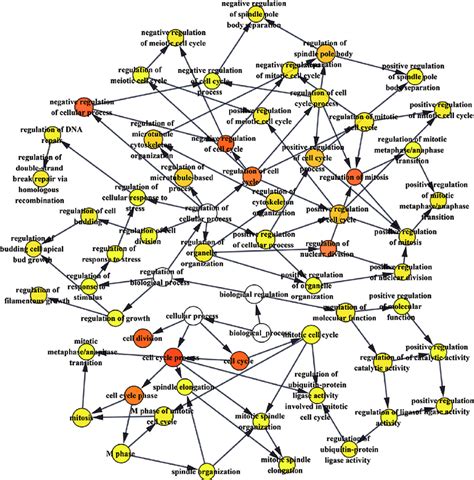 Interaction Network And Biological Process Analysis Of The Hub Genes