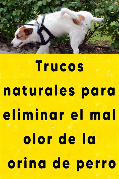 Trucos Naturales Para Eliminar El Mal Olor De La Orina De Perro