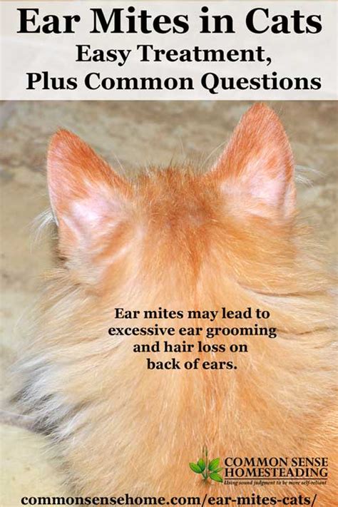 Ear Mites In Cats Easy Treatment Plus Common Questions