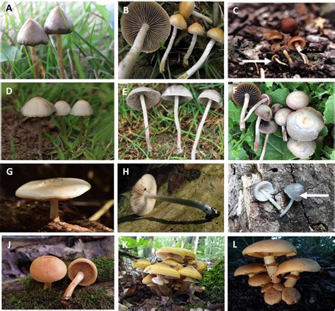 Frontiers An Overview On The Taxonomy Phylogenetics And Ecology Of