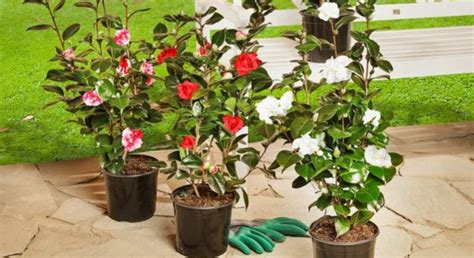 Details 200 Imagen Cuidados Planta Camelia Abzlocal Mx