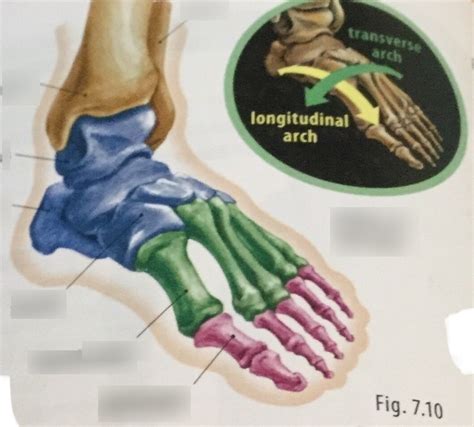 Anatomy Of The Foot Diagram Quizlet