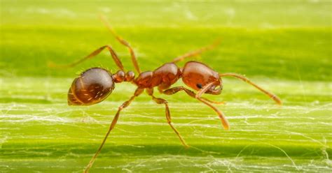 Espèce envahissante la fourmi de feu et sa piqûre douloureuse se