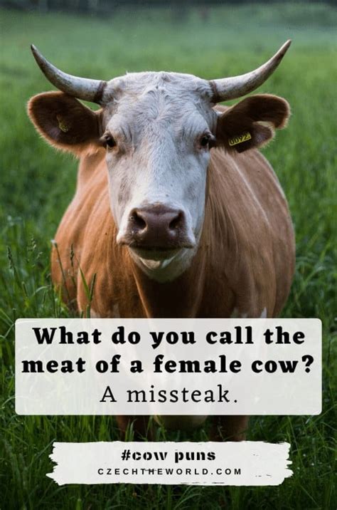 155 Best Cow Puns And Jokes That Are Simply Legen Dairy