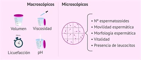 Qué es la normozoospermia Valores de referencia en el seminograma