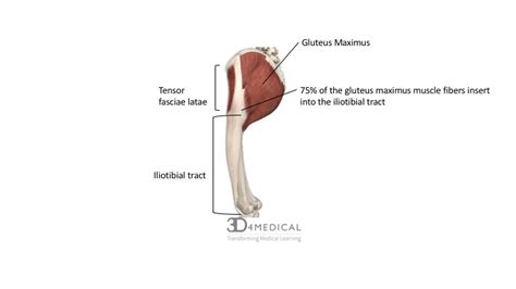 Muscles Advanced Anatomy Nd Ed Gluteus Medius It Band