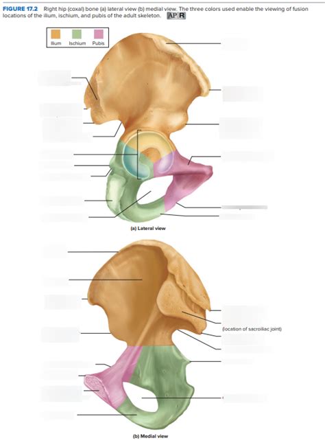 Figure Right Hip Coxal Bone A Lateral View B Medial View