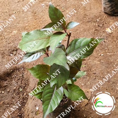 Jual Bibit Pohon Handeuleum Tanaman Daun Handelem Tanaman Daun Ungu