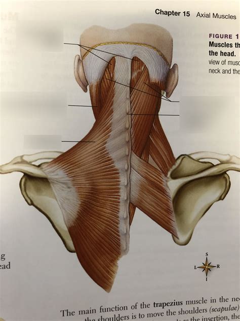 Muscles That Move The Head Diagram Quizlet