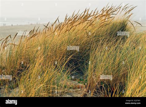 Sand Dunes And Native Plants On The Beach California Stock Photo Alamy