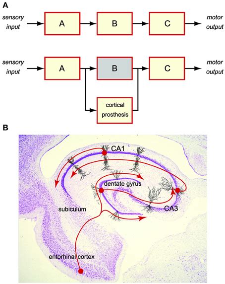 frontiers extraction and restoration of hippocampal spatial memories with non linear dynamical