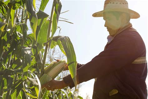 Lanza Agricultura reglas de operación del programa Producción para el