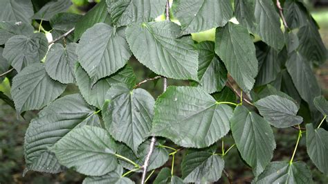 Trees With Medicinal Properties You Can Grow In Your Yard