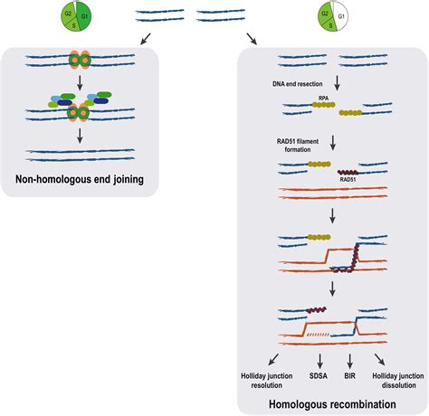 Frontiers Studying DNA Double Strand Break Repair An Ever Growing