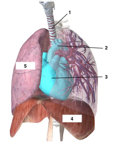 Module Cardiovascular System Flashcards Quizlet