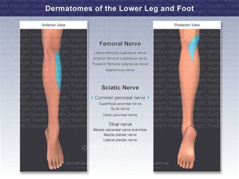 Dermatome Map Lower Extremity Dermatomes Chart And Map Sexiezpicz Web