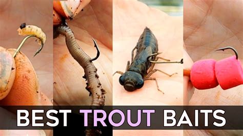 BEST BAITS For TROUT Fishing How To Rig Them For Success YouTube