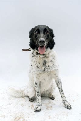 Ventajas De Adoptar Un Perro Adulto