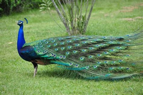 PAVO REAL Características Alimentación Reproducción y más