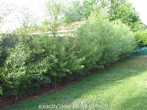 16 Austree Hybrid Willow Trees Salix Matsudana X Alba Austrees