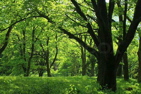 Sommer Wald mit grünem Gras und Bäumen Stock Bild Colourbox