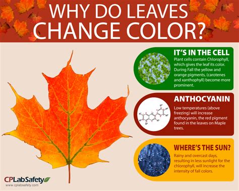How Leaves Change Color In The Fall At Tanzaynblog Blog