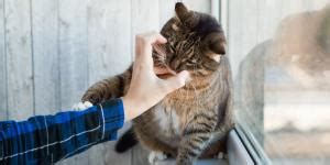 Mis Gatos Se Pelean Y Antes No Causas Y Qu Hacer