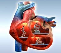 Dossier le coeur en détail un voyage passionnant