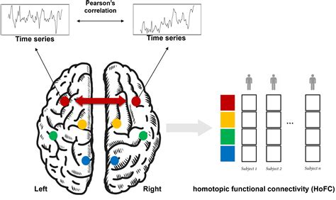 frontiers functional integration between the two brain hemispheres evidence from the