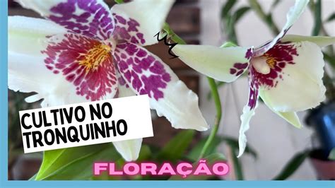 Orqu Dea De Raizes Finas Cultivada No Tronquinhos Youtube