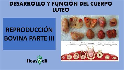 Desarrollo del cuerpo lúteo y regresión curso de reproducción bovina
