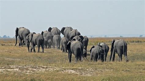Lugares Imprescindibles Que Ver En Botswana ONLYONE AFRICA 2023 2024