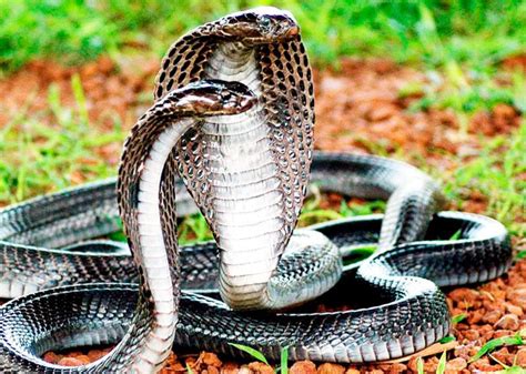 Ngủ Mơ Thấy Con Rắn Đánh Số Gì Giải Mã Điềm Báo Và Con Số May Mắn