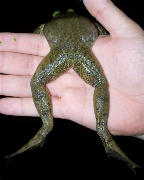 Frog Butt Lol Jo Naylor Flickr