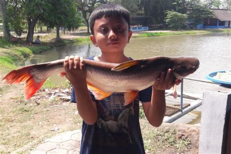 Umpan Ikan Patin Kolam Yang Susah Makan Homecare24