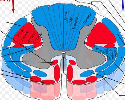 Spinal Cord Ascending And Descending Tracts Diagram Quizlet