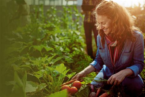 Des L Gumes De Son Potager Que Cultiver Expondo Be