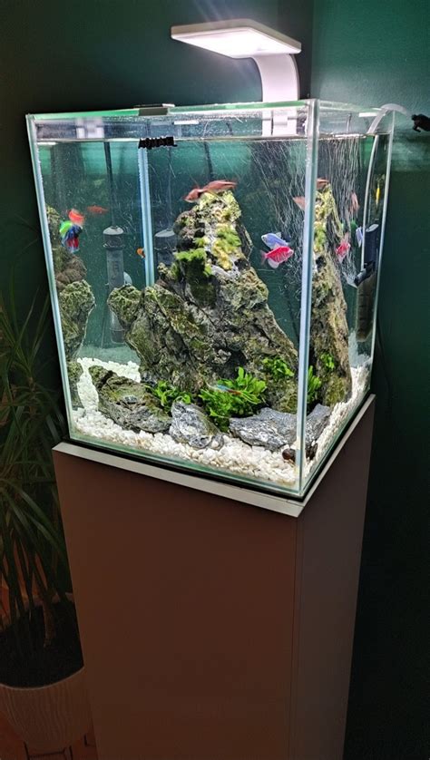 Akwarium Aquael 30l Włocławek OLX pl