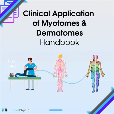 Clinical Application Of Myotomes And Dermatomes Handbook Clinical Physio