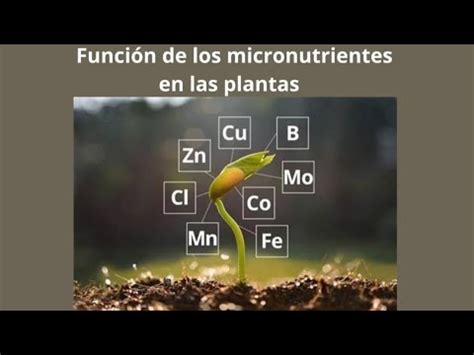 Función de los micronutrientes en la nutrición de las plantas