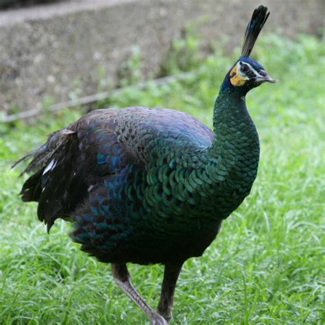Java Green Peafowl