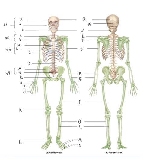 Overview Of The Skeleton Quiz Diagram Quizlet