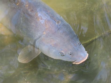 Ein Kapitaler Fisch Karpfen Cyprinus Carpio C Joachim