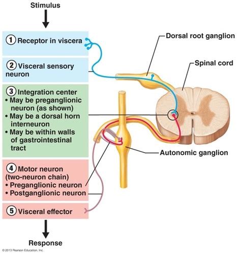 Chapter 15 Autonomic Nervous System Flashcards Quizlet